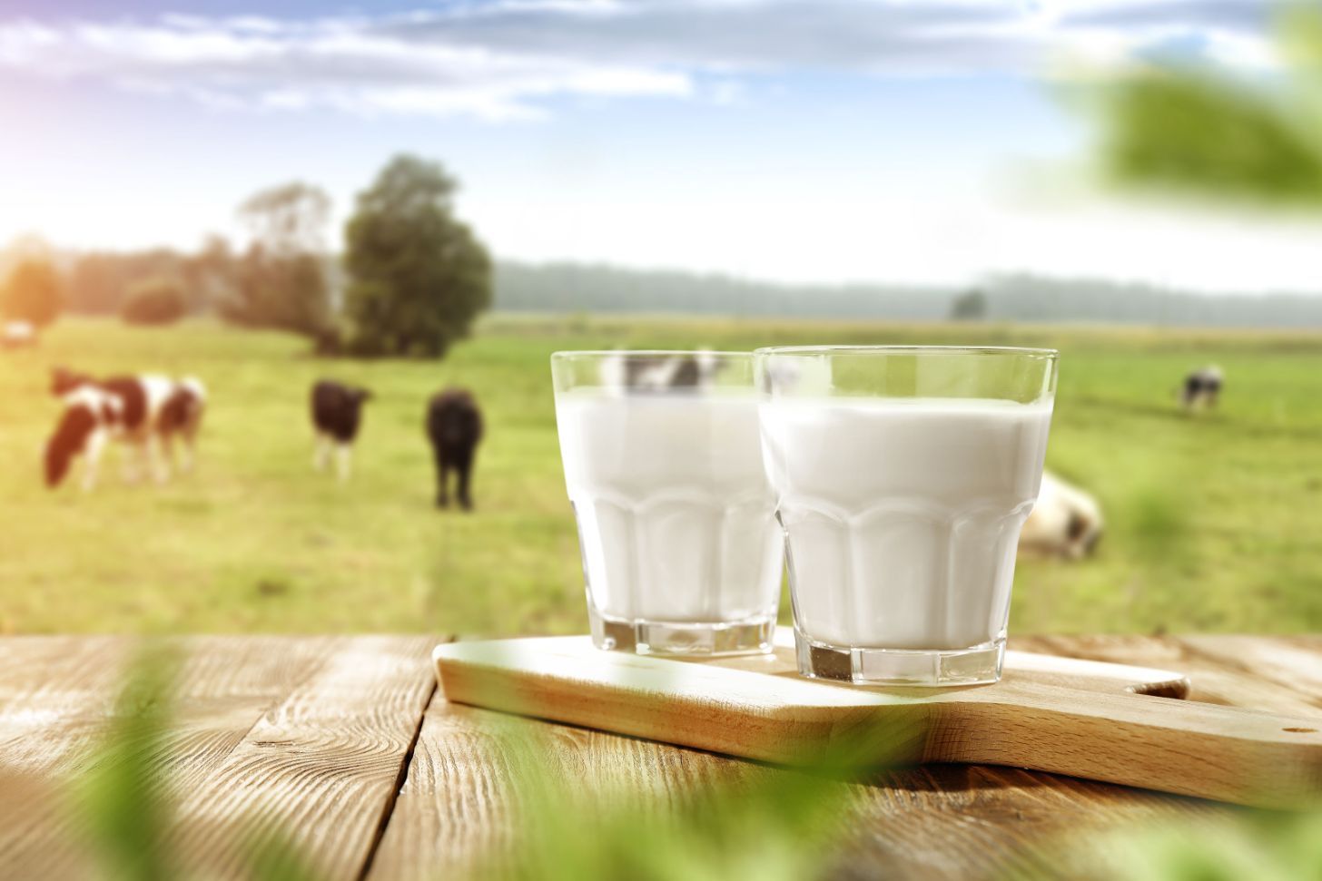 Die Bio-Molkerei | Molkerei Biedermann